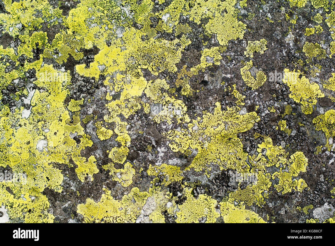 Colorful lichen of yellow color. Texture on the stone .Horizontal Stock ...