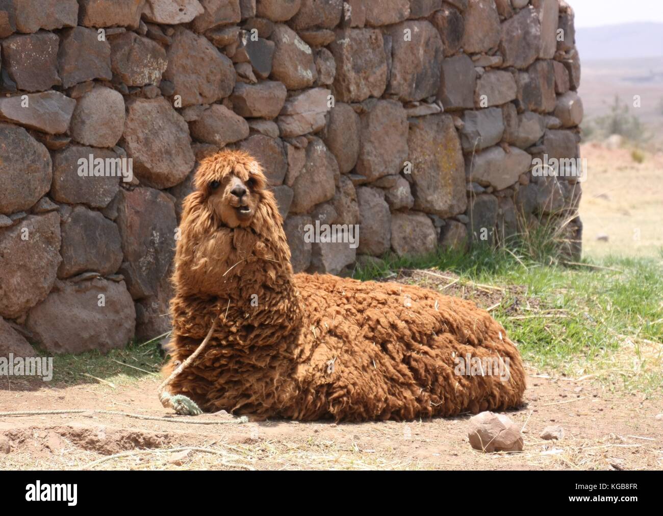 Alpaca laying on the ground very furry Stock Photo - Alamy