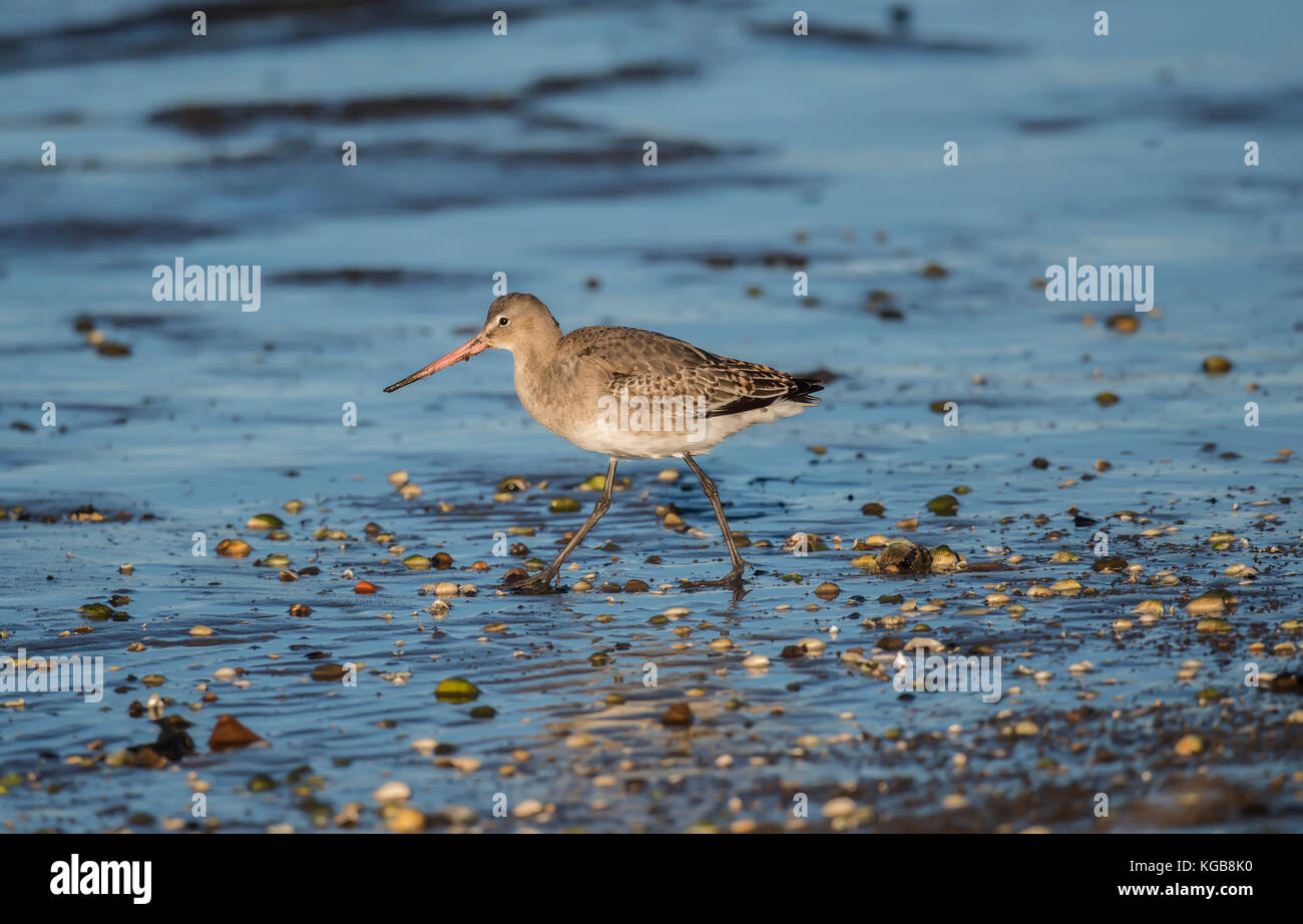 Black-tailed godwit, Limosa limosa, on the shoreline Stock Photo - Alamy
