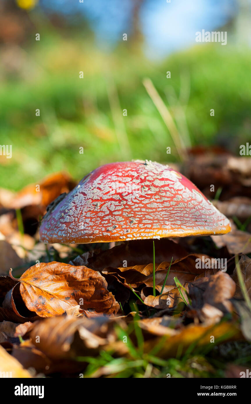 Inside of mushroom hi-res stock photography and images - Alamy