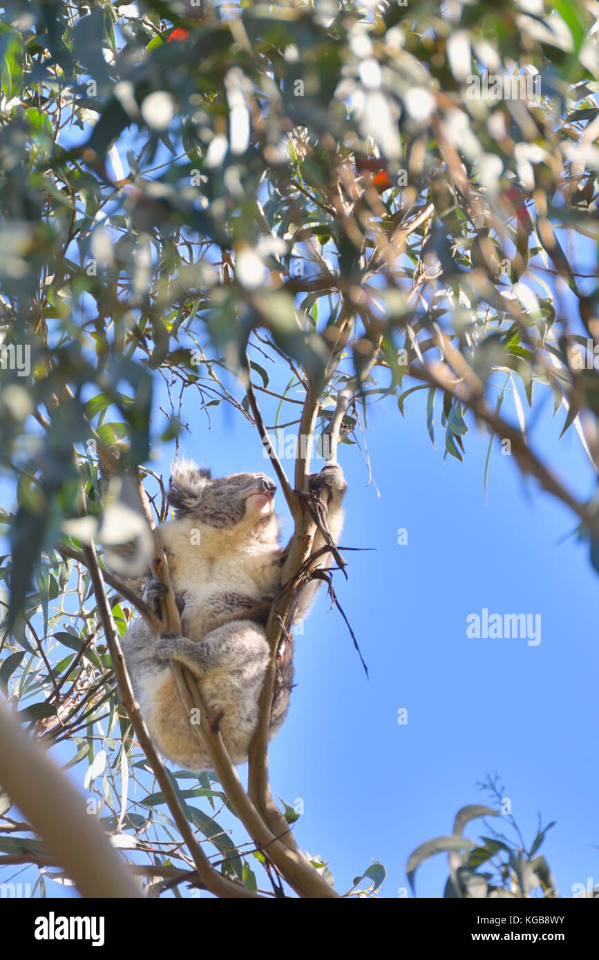 Australia Victoria: A koala climbs high up among the branches of a ...