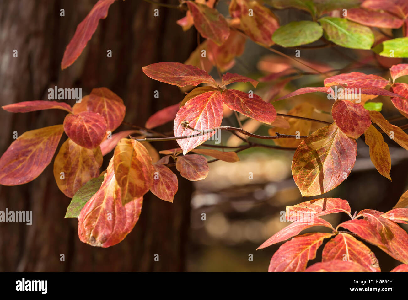 Pacific dogwood plant (Cornus nuttallii) in its fall colors, Yosemite ...