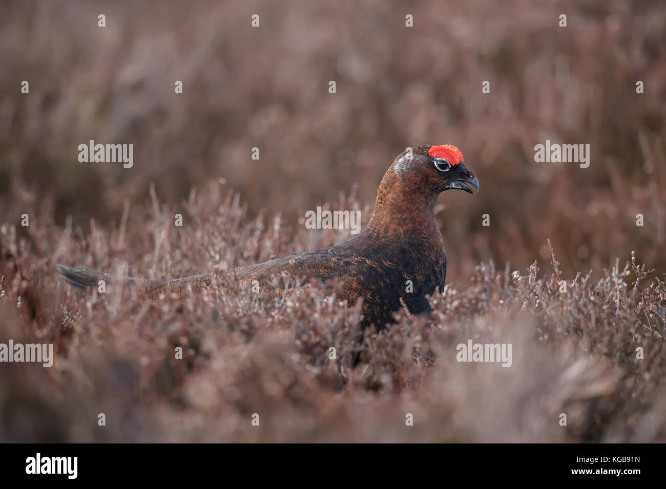 Red Grouse, on Scottish moorland Stock Photo - Alamy