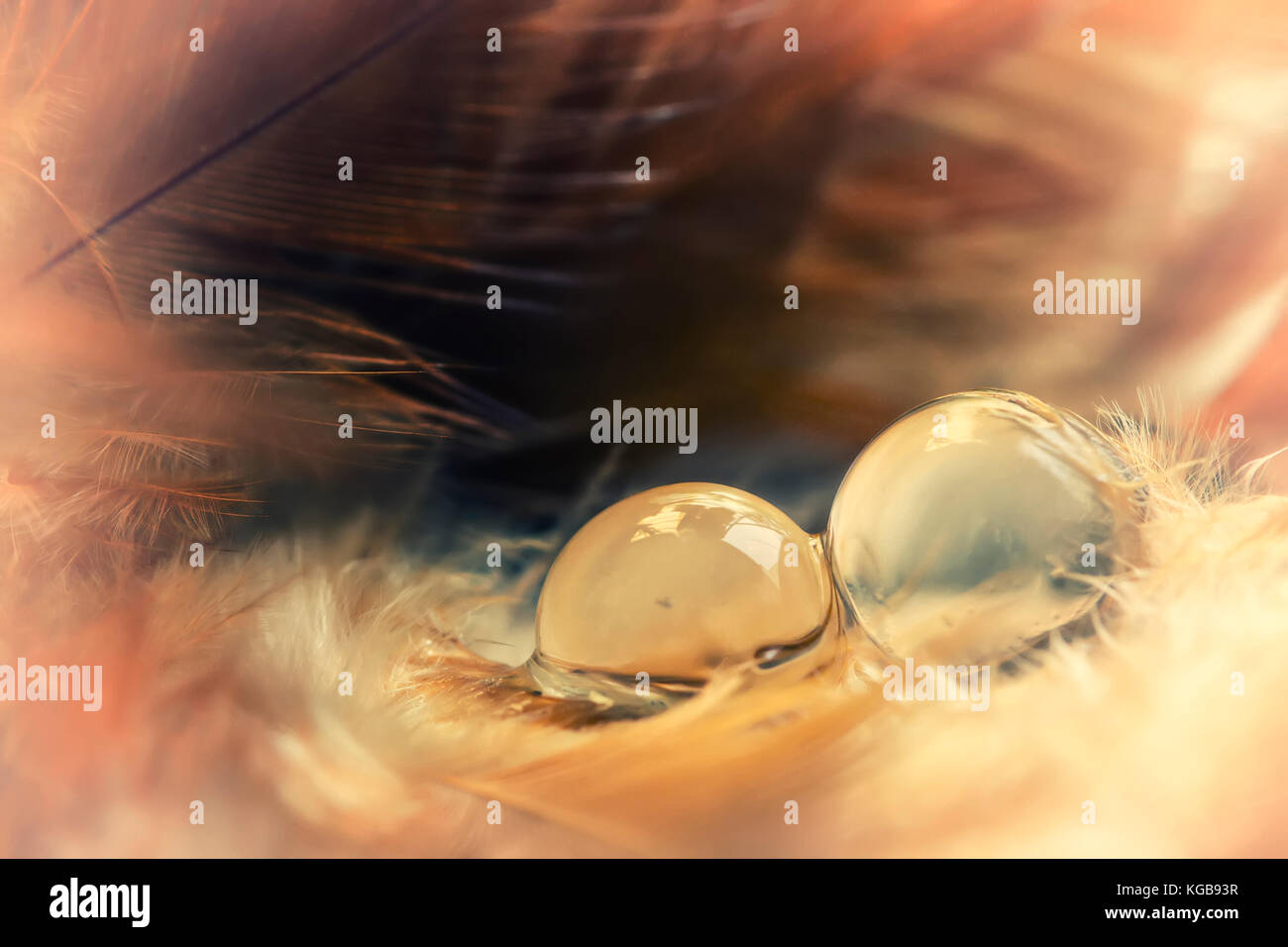 Feather with dew hi-res stock photography and images - Alamy
