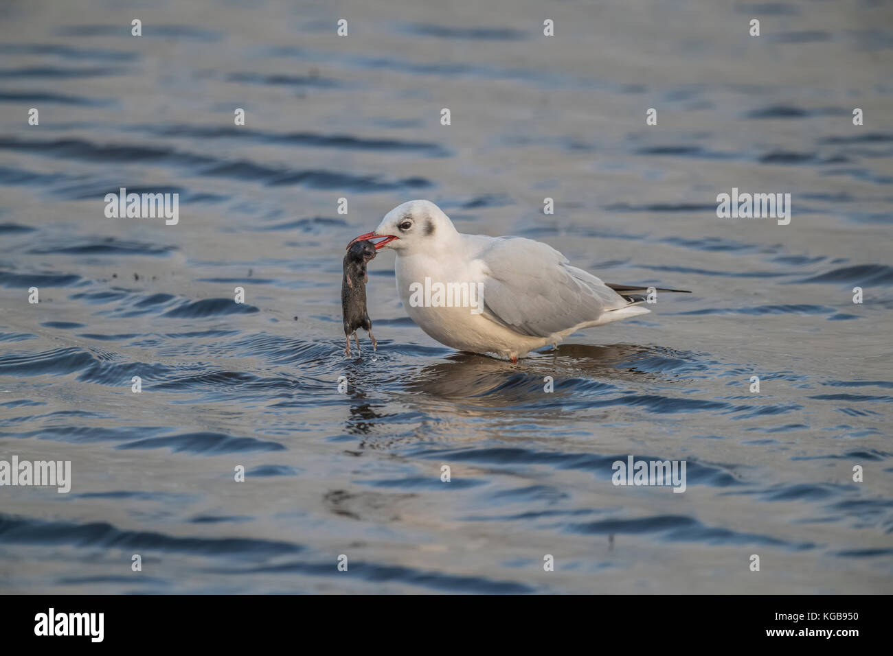 Black-headed gull in a loch, eating a rat Stock Photo - Alamy