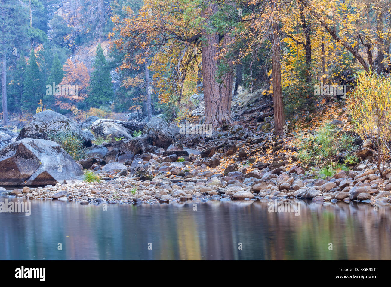 Colorful fall foliage along the Merced River, Yosemite National Park ...