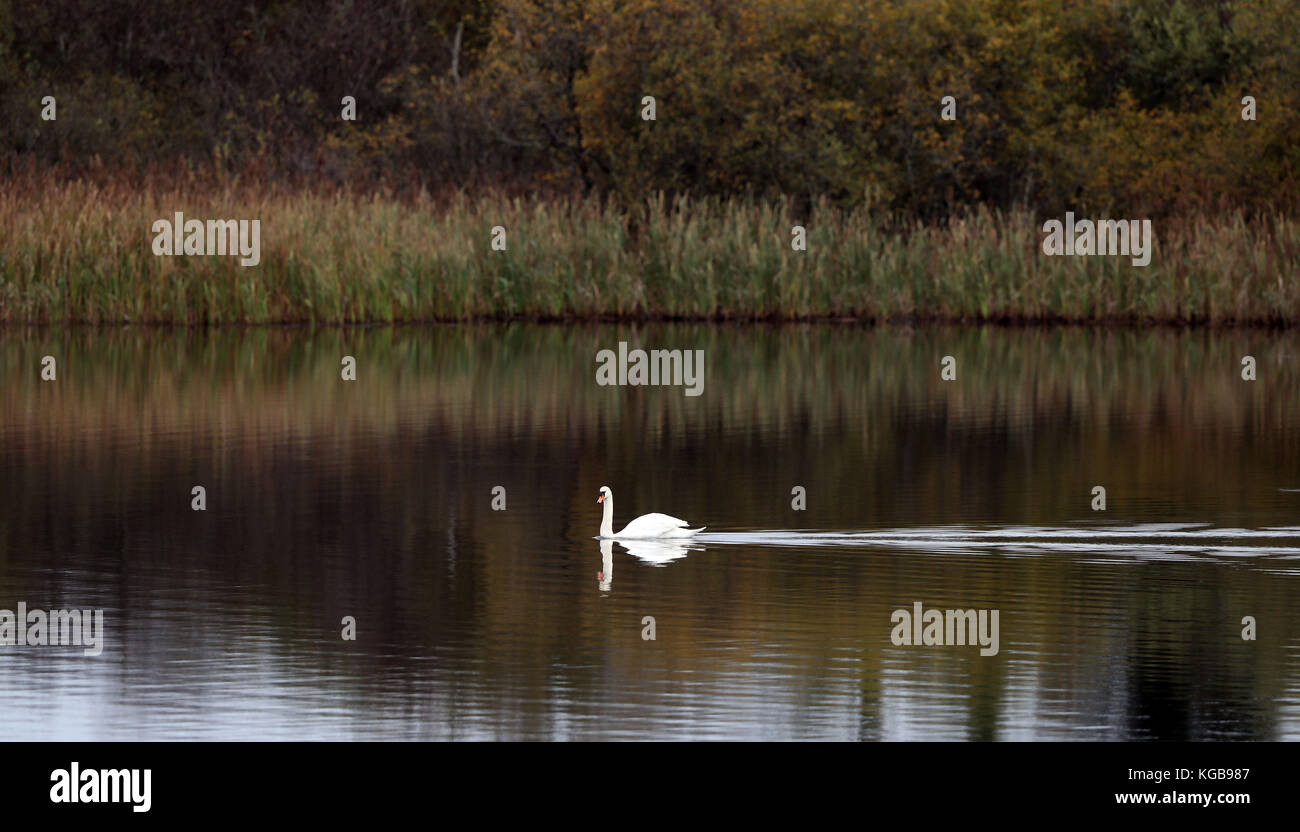 A swan on a lake in Virginia, Co Cavan Stock Photo - Alamy