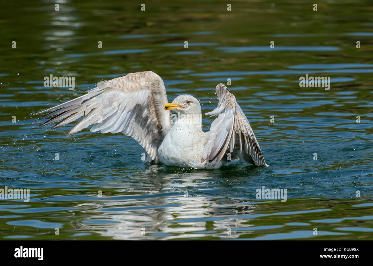 Herring gull, Larus argentatus, taking off from the sea, close up Stock ...