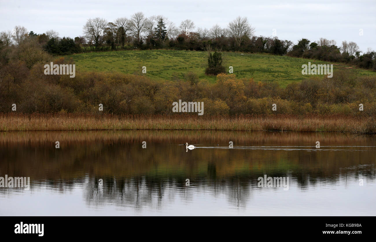 A swan on a lake in Virginia, Co Cavan Stock Photo - Alamy