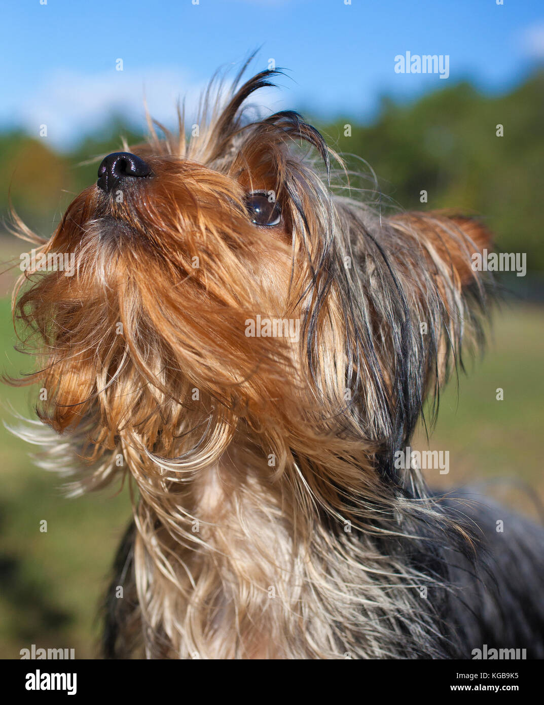 Yorkshire terrier outside looking up toward the sky Stock Photo - Alamy