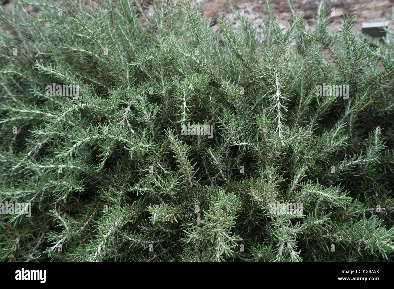 Big rosemary plants in a garden Stock Photo - Alamy