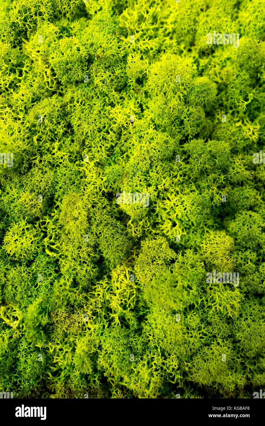 Moss wall interior design hi-res stock photography and images - Alamy
