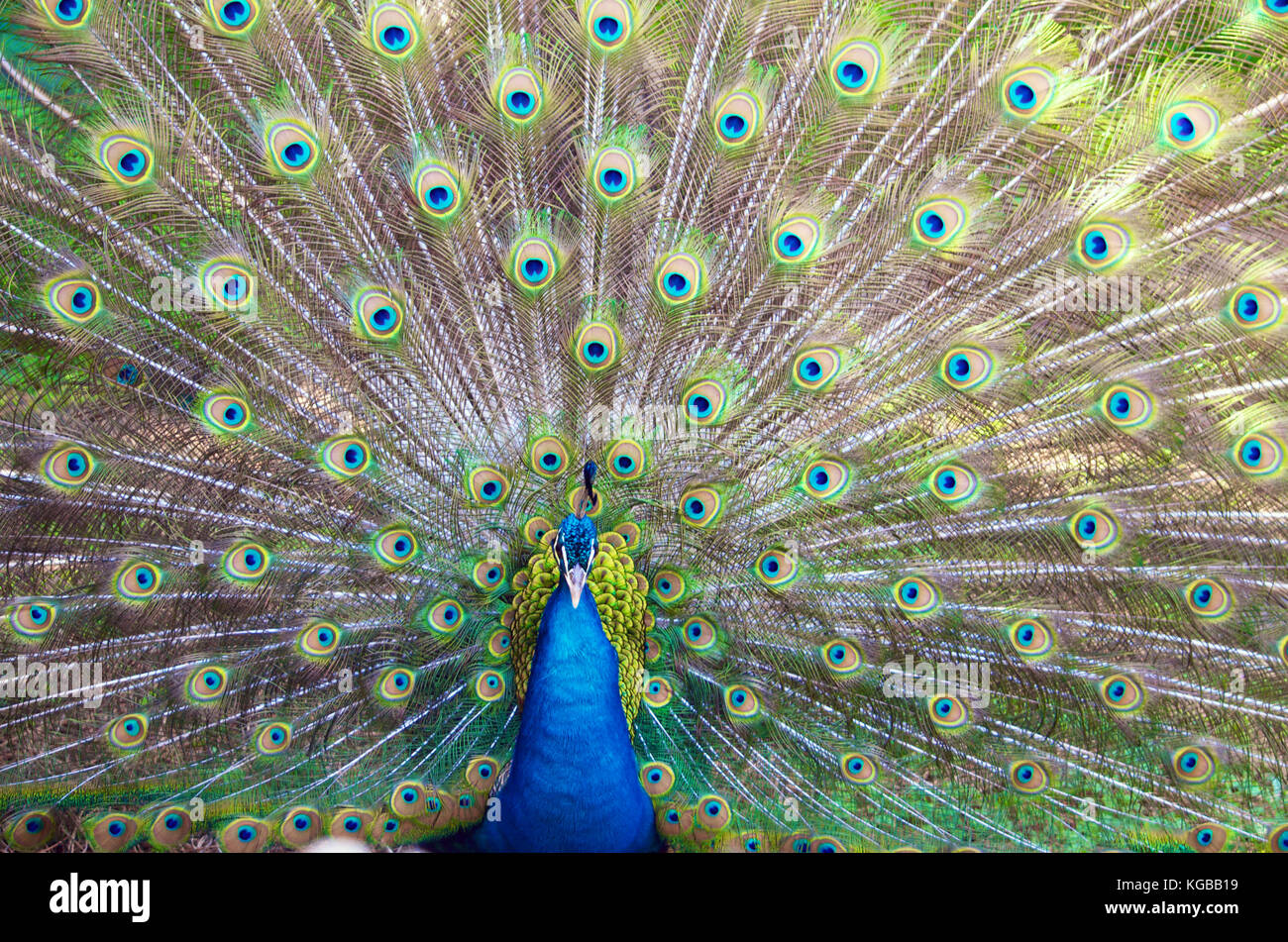 Peacock drinks hi-res stock photography and images - Alamy