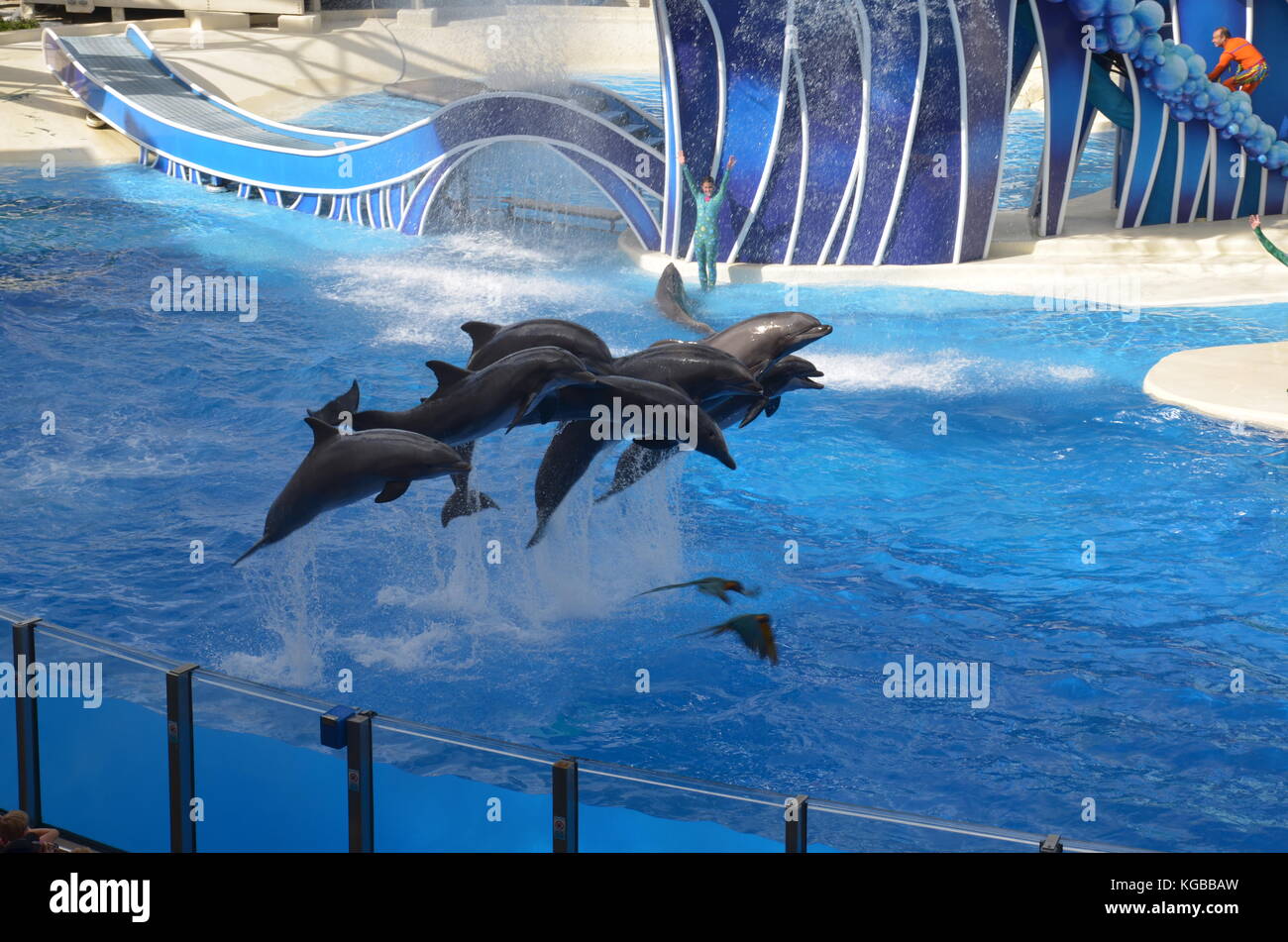 Performance of killer whales at Shamu Stadium, SeaWorld, Orlando ...