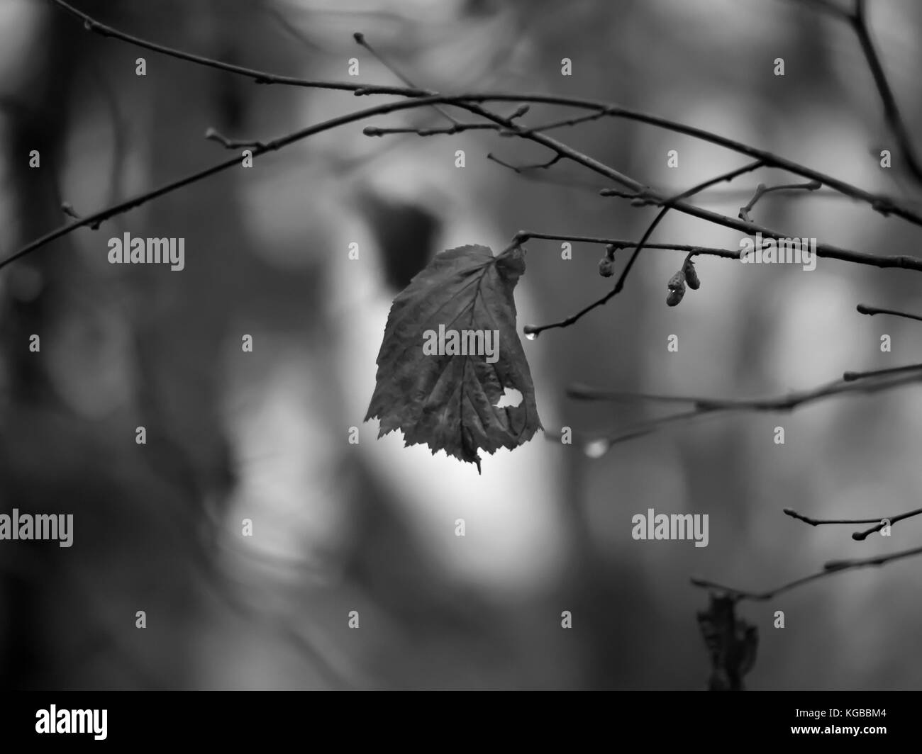 Alone leaf hi-res stock photography and images - Alamy