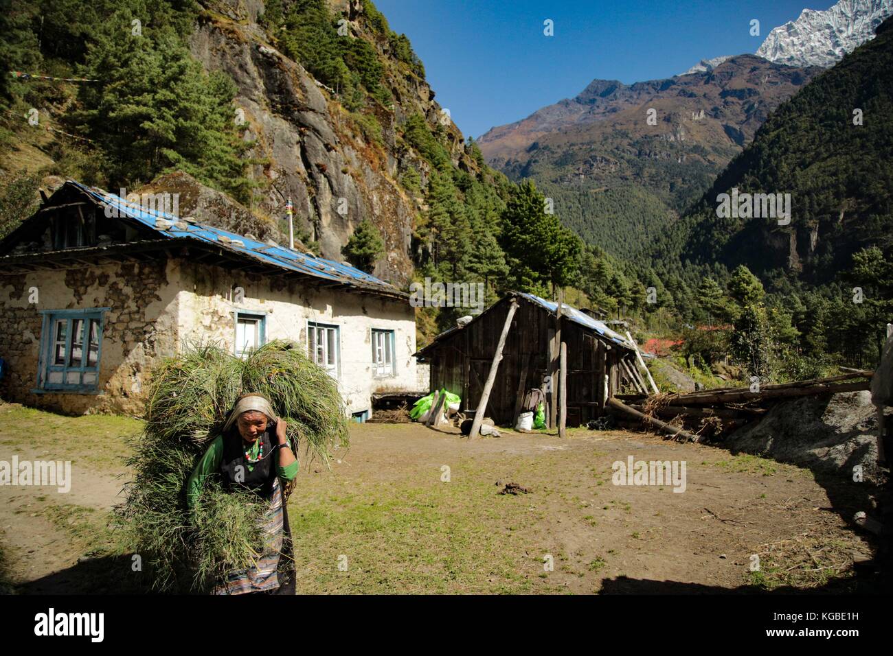 Benkar, Nepal. 21st Oct, 2017. A woman carrying loads of grass in ...