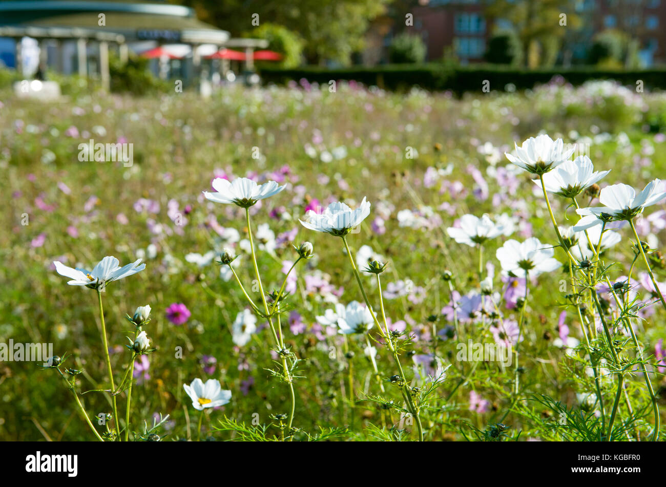 Brighton, UK. 6th Nov, 2017. UK Weather. Despite it being November the ...