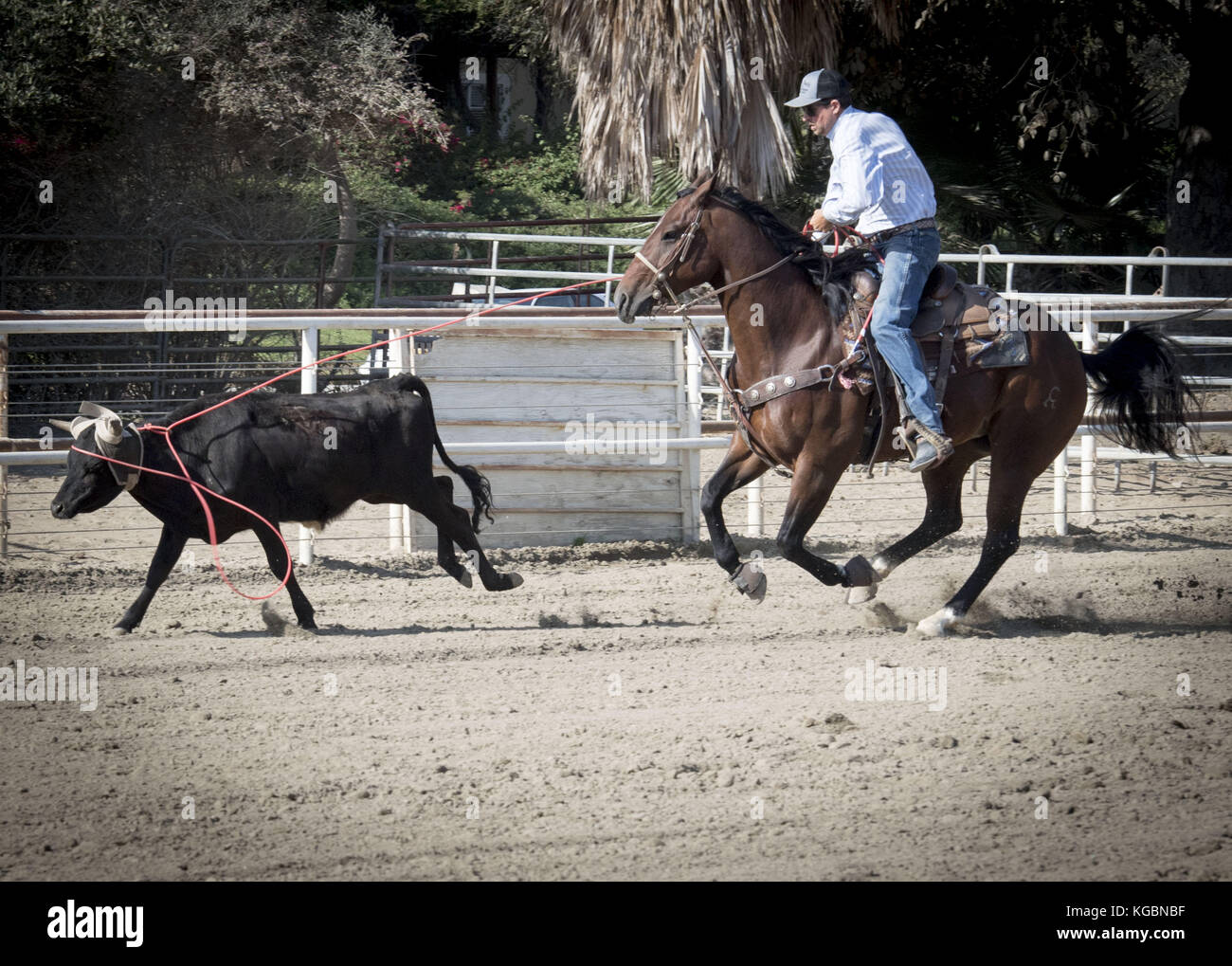 San Juan Capistrano, California, USA. 20th Sep, 2017. Modern day cow ...