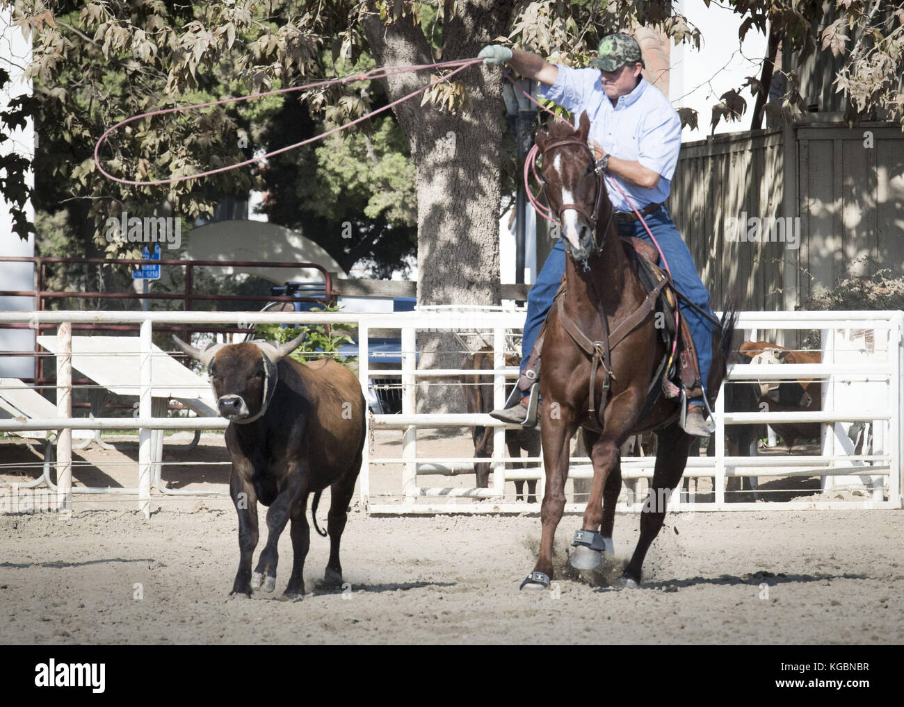 San Juan Capistrano, California, USA. 20th Sep, 2017. Modern day cow ...
