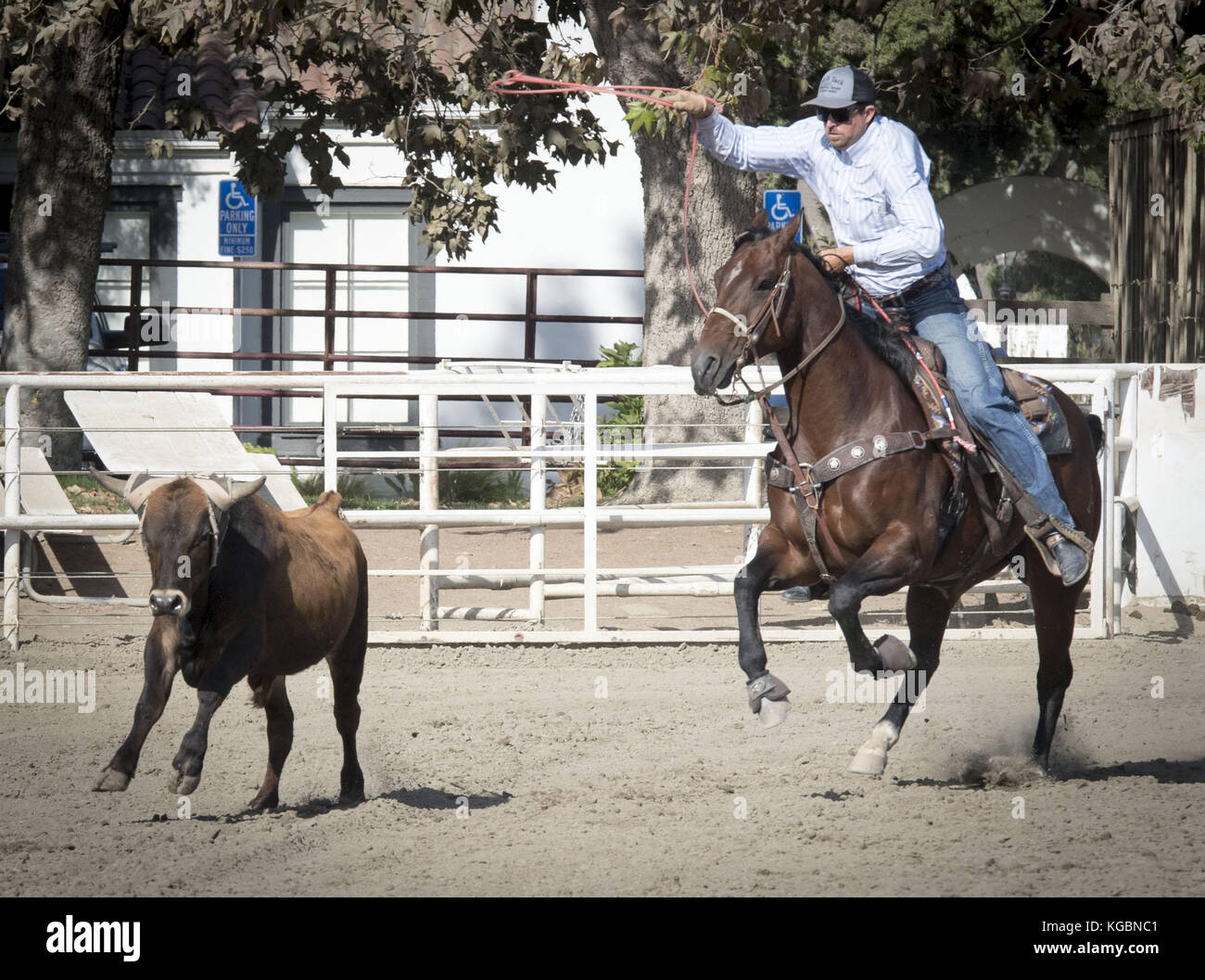 San Juan Capistrano, California, USA. 20th Sep, 2017. Modern day cow ...