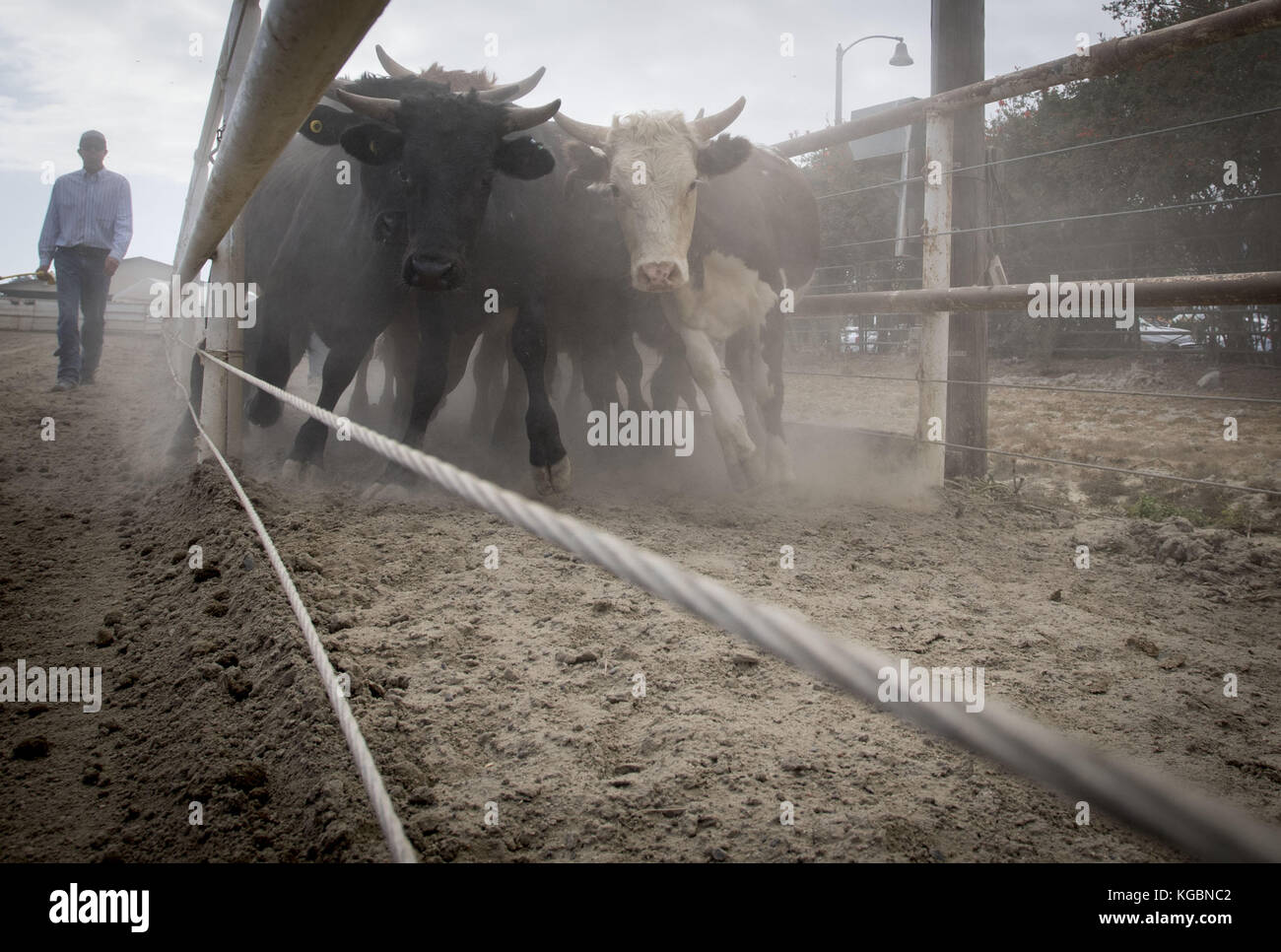 San Juan Capistrano, California, USA. 20th Sep, 2017. Modern day cow ...