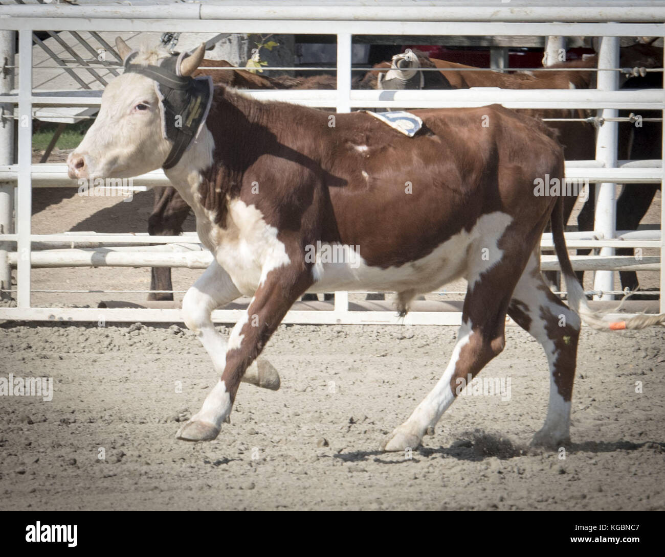 San Juan Capistrano, California, USA. 20th Sep, 2017. Modern day cow ...