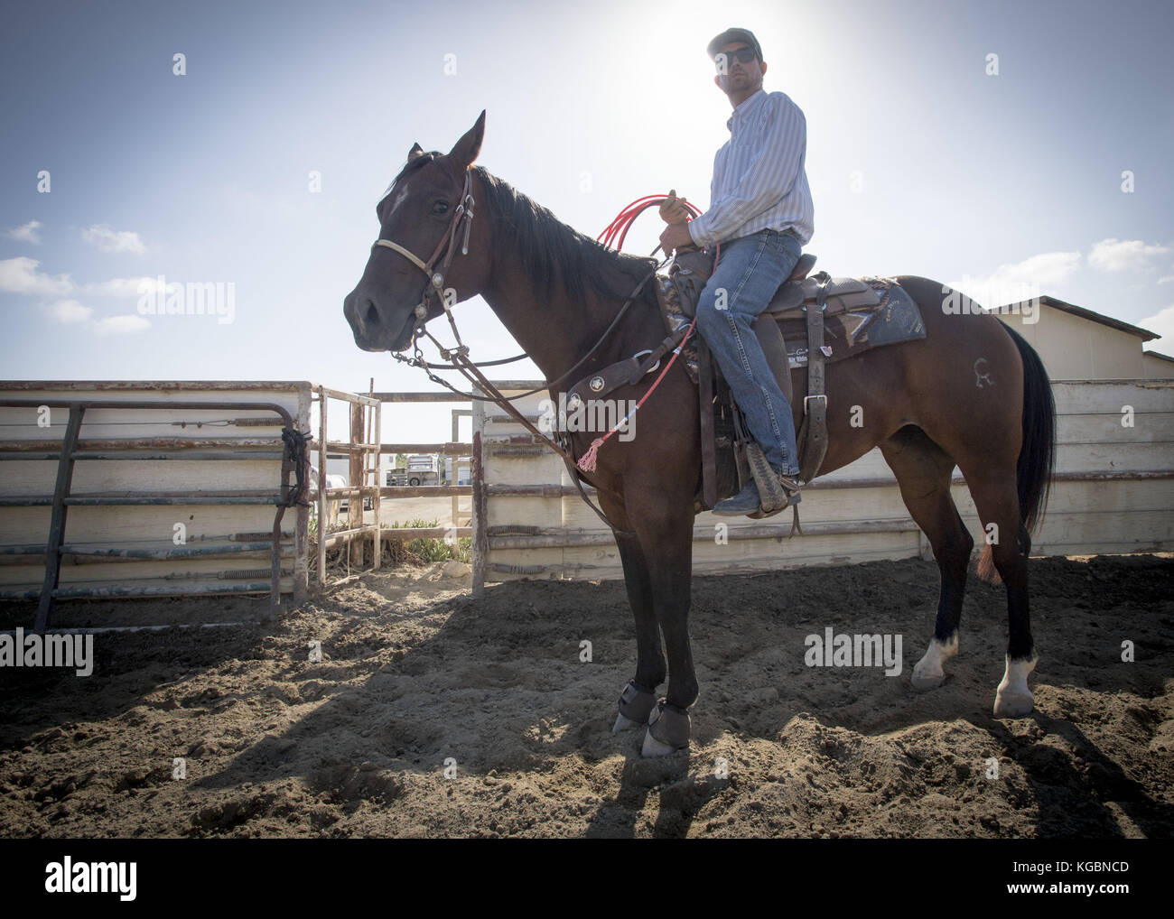 12 zma cow roping 0920 db jpg hi-res stock photography and images - Alamy