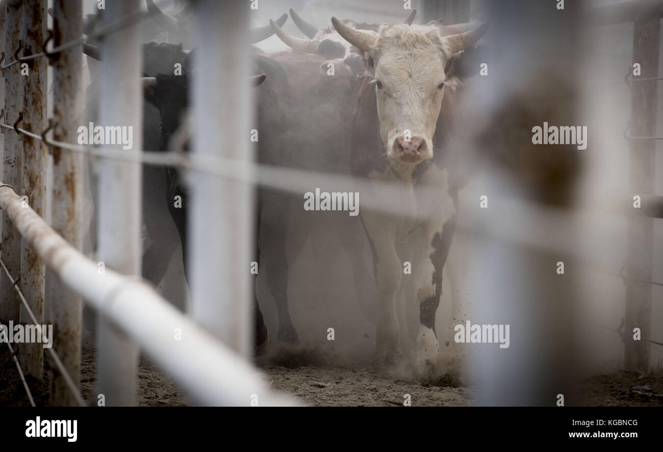 San Juan Capistrano, California, USA. 20th Sep, 2017. Modern day cow ...