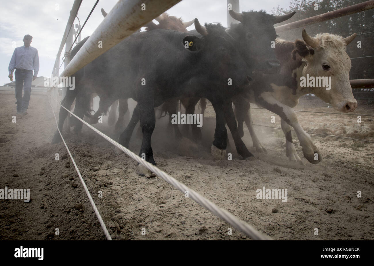 San Juan Capistrano, California, USA. 20th Sep, 2017. Modern day cow ...