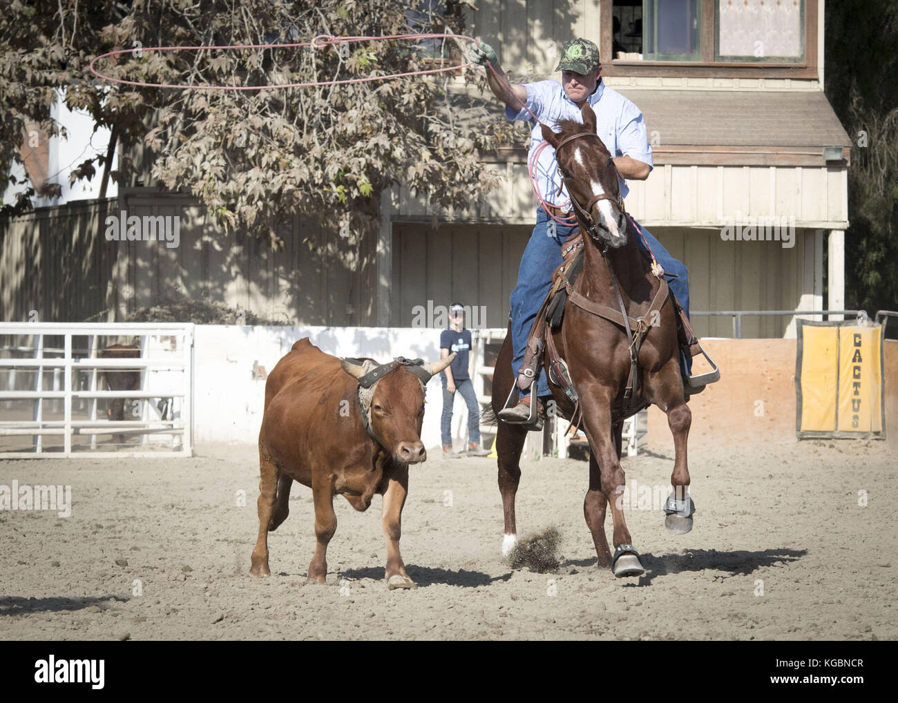 San Juan Capistrano, California, USA. 20th Sep, 2017. Modern day cow ...