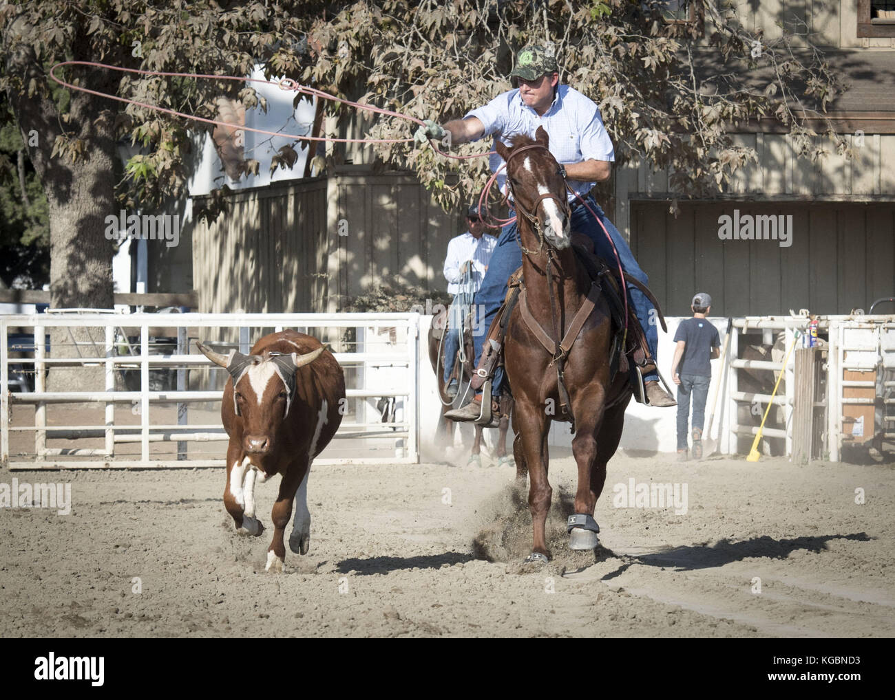 San Juan Capistrano, California, USA. 20th Sep, 2017. Modern day cow ...
