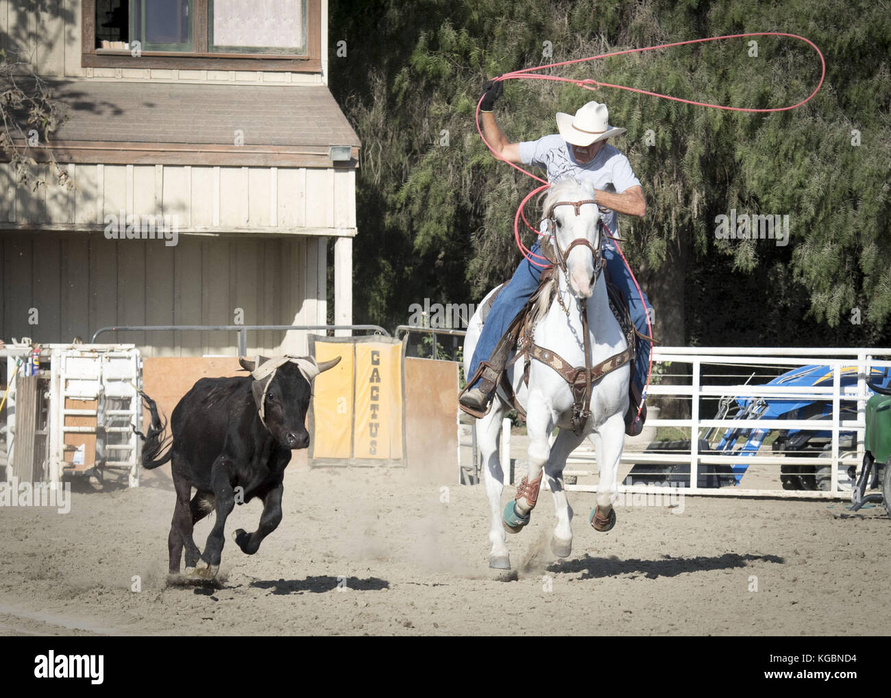 San Juan Capistrano, California, USA. 20th Sep, 2017. Modern day cow ...