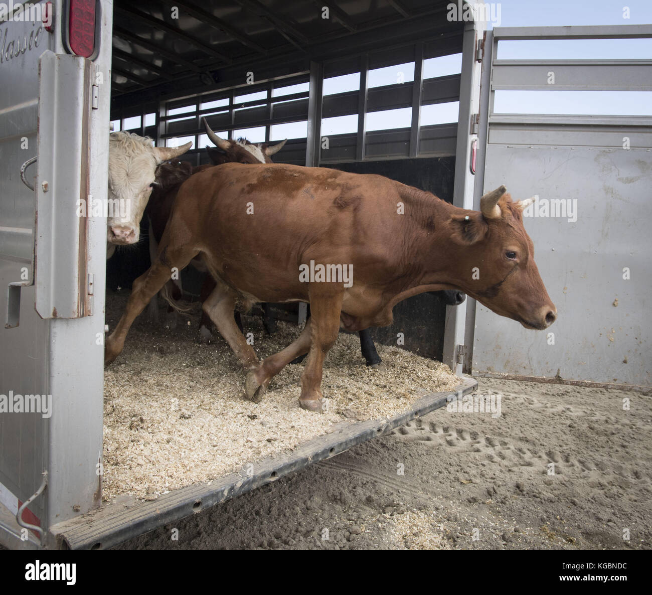 San Juan Capistrano, California, USA. 20th Sep, 2017. Modern day cow ...
