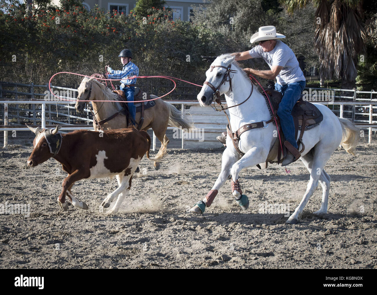 San Juan Capistrano, California, USA. 20th Sep, 2017. Modern day cow ...