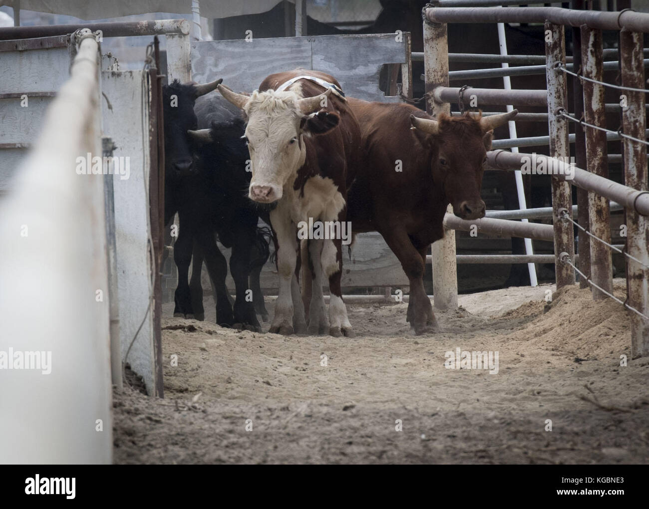 San Juan Capistrano, California, USA. 20th Sep, 2017. Modern day cow ...