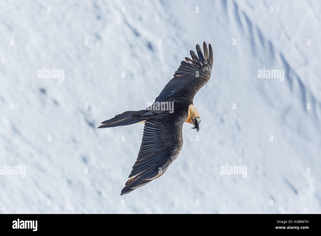 adult natural bearded vulture (gypaetus barbatus) in flight, snow Stock ...