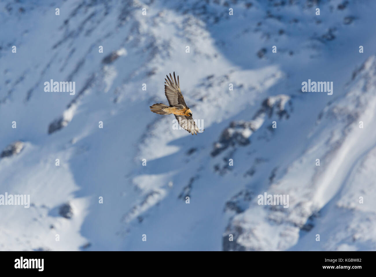 adult natural bearded vulture (gypaetus barbatus) in flight with ...