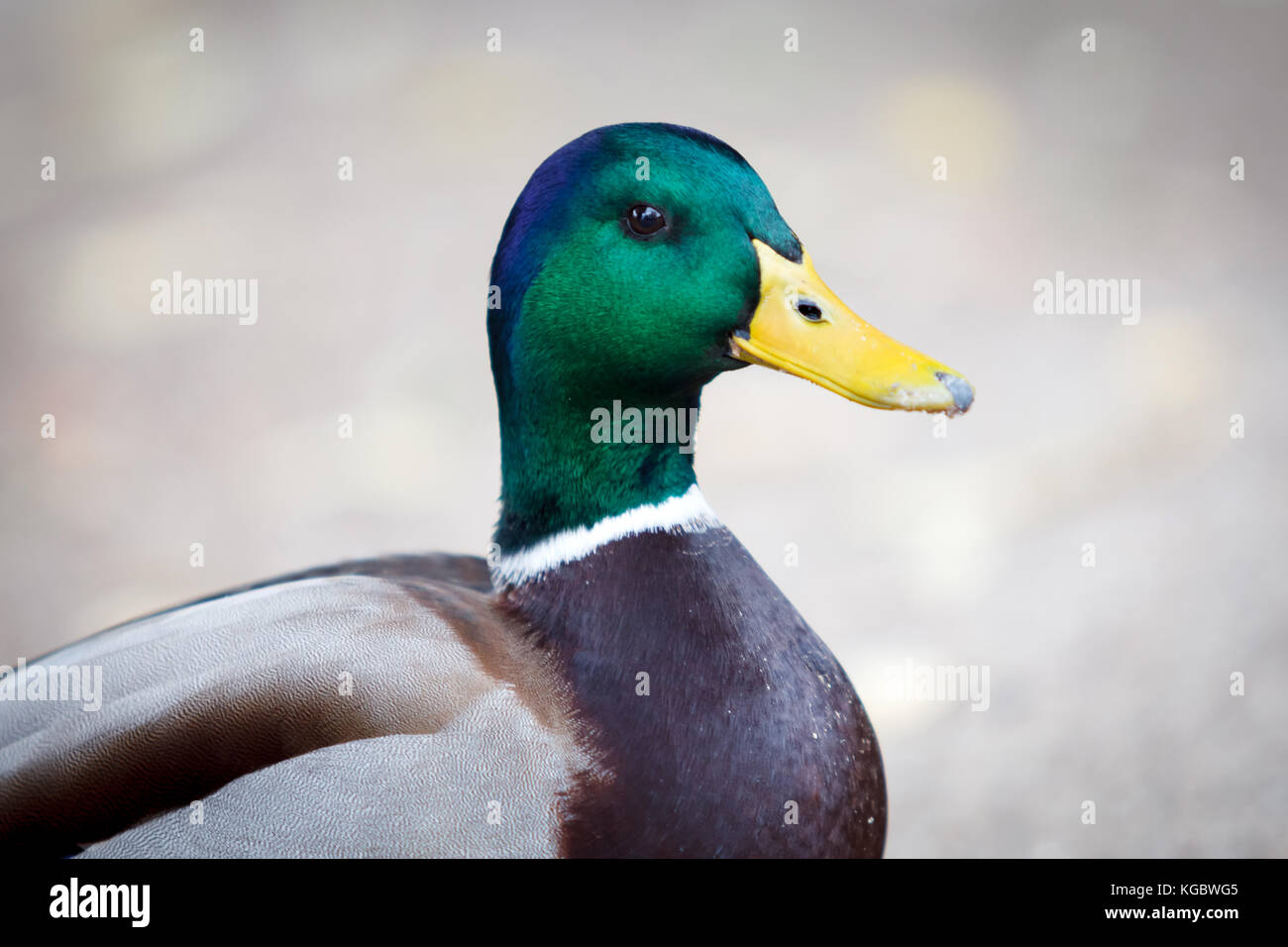 Real Duck Face
