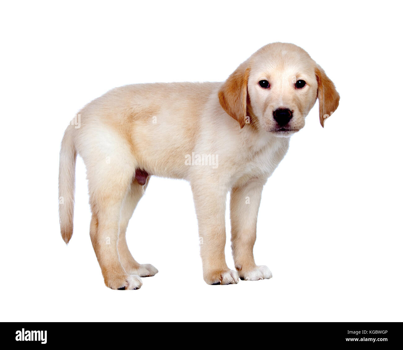 Alert cub Cut Out Stock Images & Pictures - Alamy