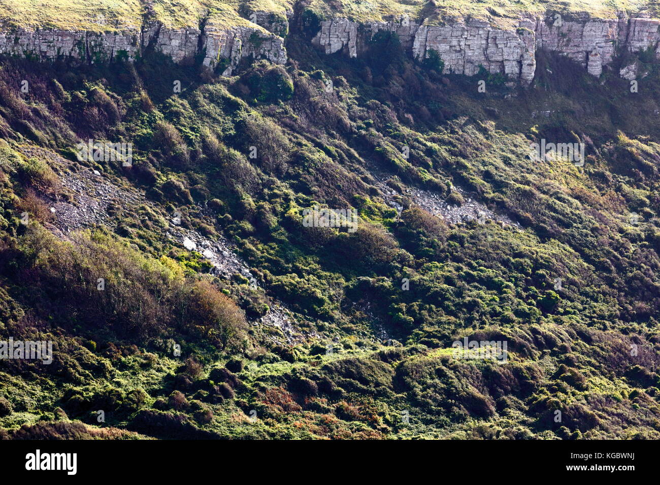 Contre-jour lighting on vegetative growth over historical talus ...