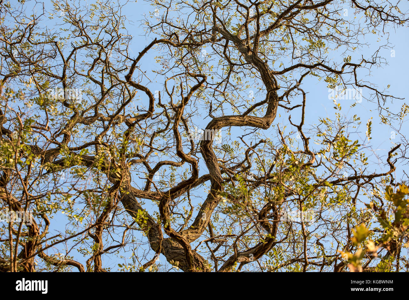 False Acatia or black locust branches on the blue autumn sky in a ...