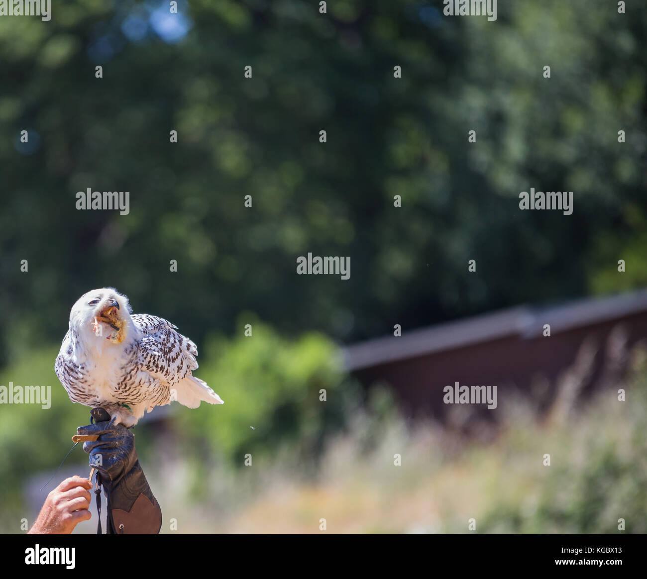Snowy owl eating hi-res stock photography and images - Alamy