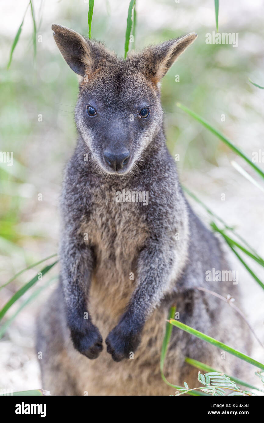 Closeup of Pademelon - native Australian marsupial Stock Photo - Alamy