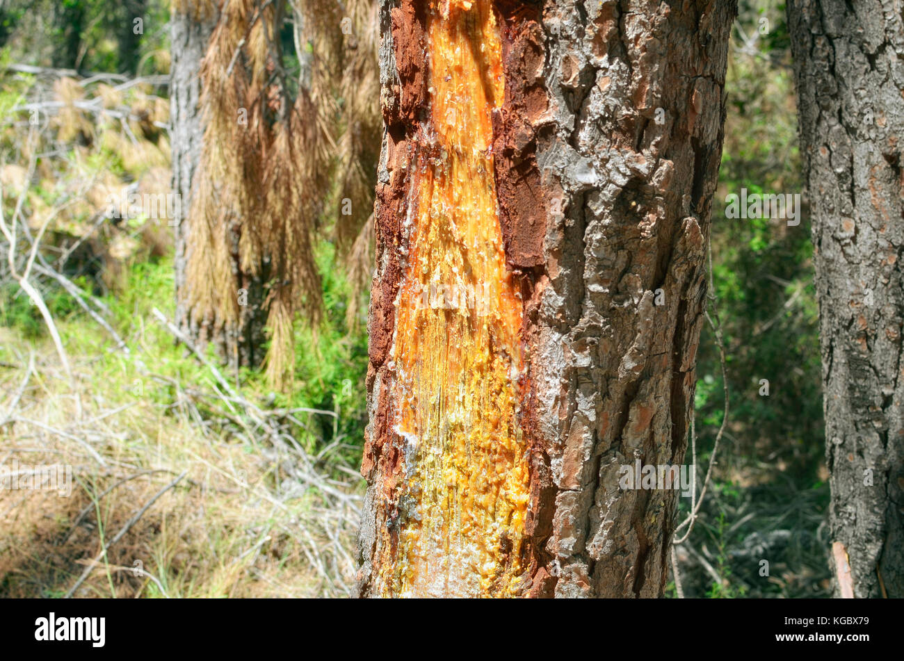 Resin dripping from a pine tree. Cut in the bark. Mediterranean forest ...