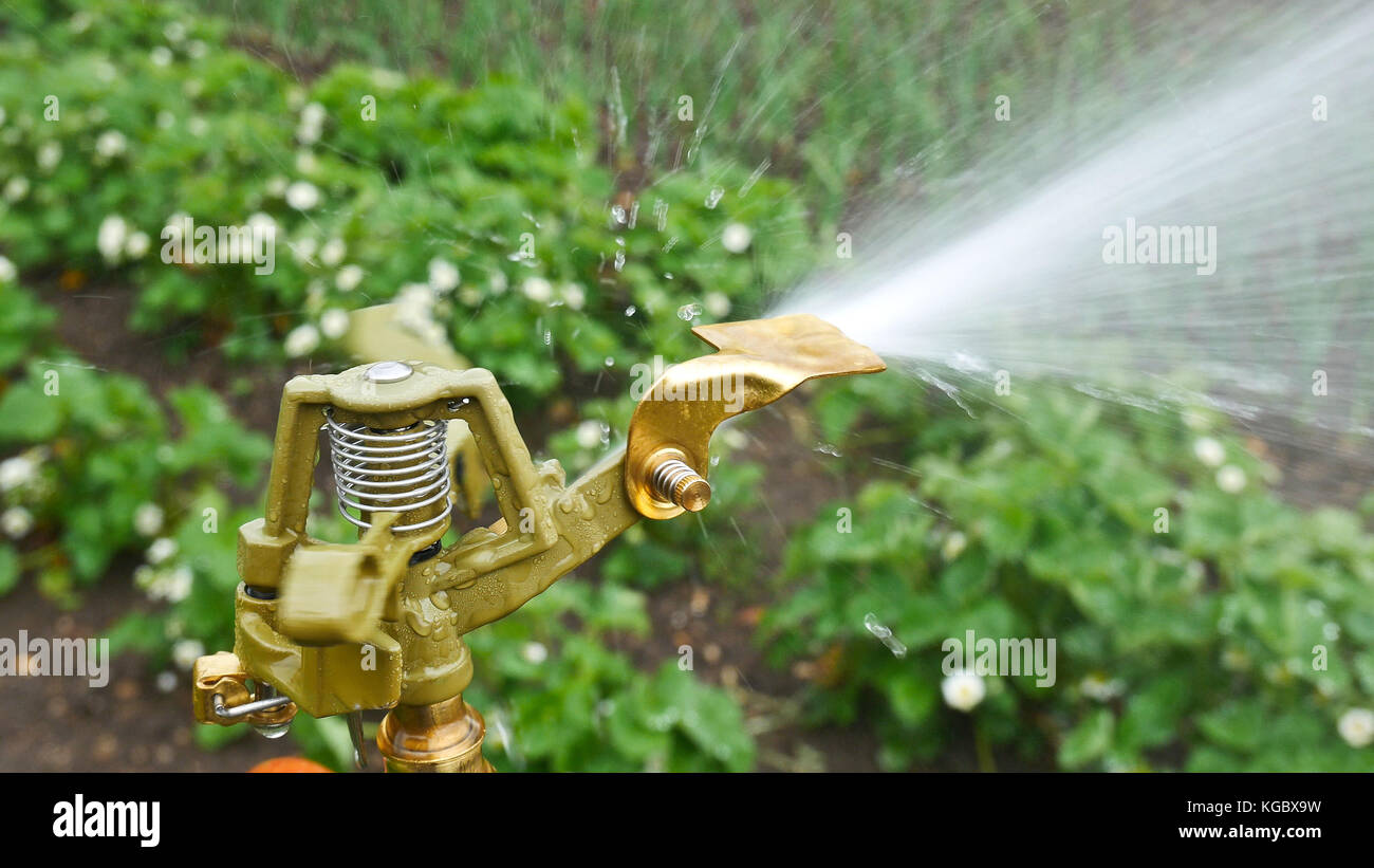 Watering dry plant hi-res stock photography and images - Alamy
