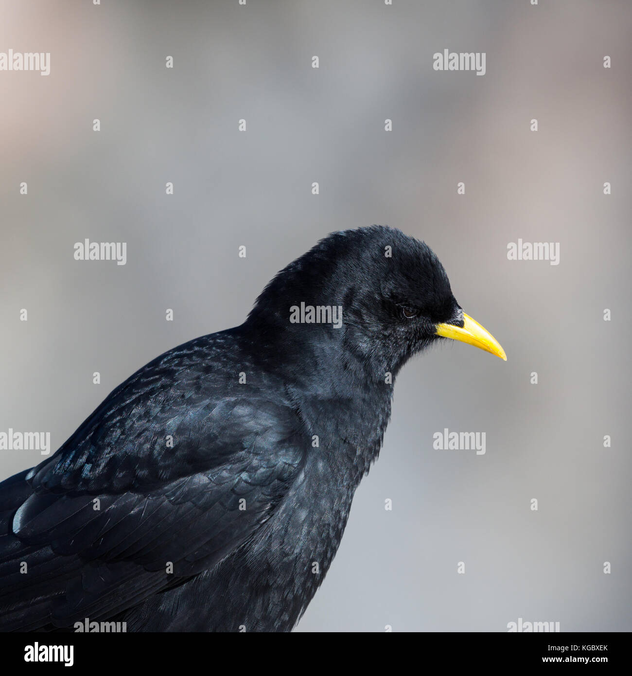 Alpine bird view hi-res stock photography and images - Alamy