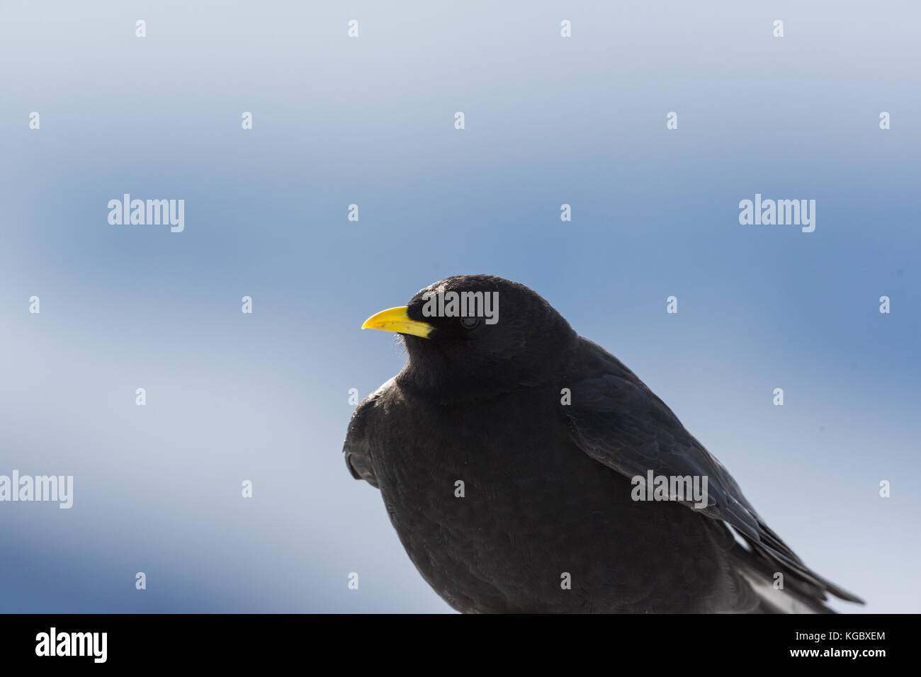 one natural alpine chough bird (pyrrhocorax graculus) portrait Stock ...