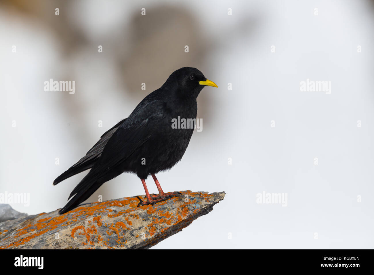 one natural alpine chough bird (pyrrhocorax graculus) standing on rock ...