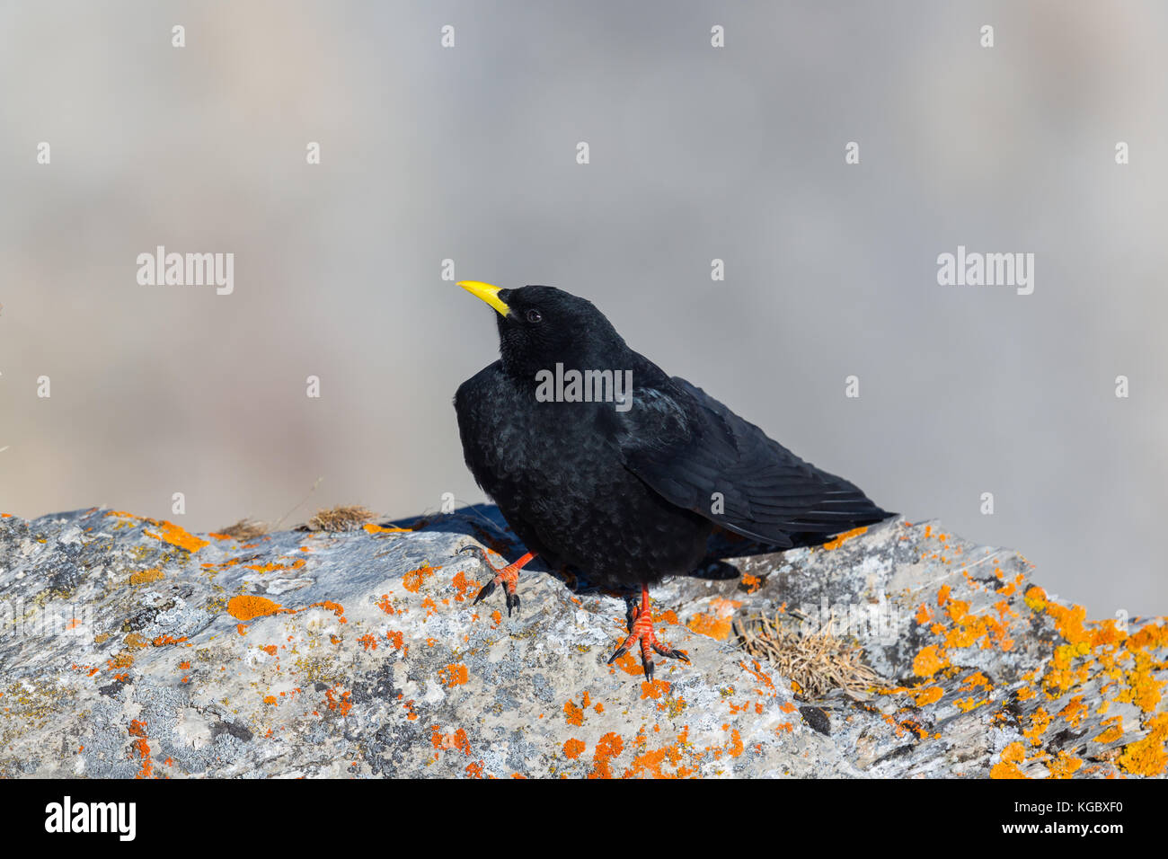 natural alpine chough bird (pyrrhocorax graculus) standing on colorful ...