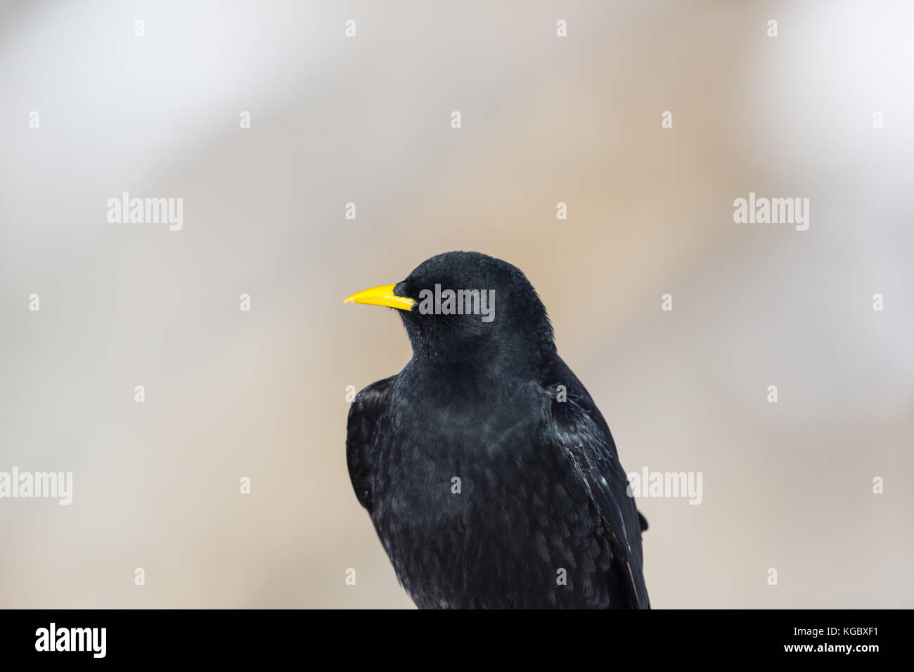 front view natural alpine chough bird (pyrrhocorax graculus) snowy ...